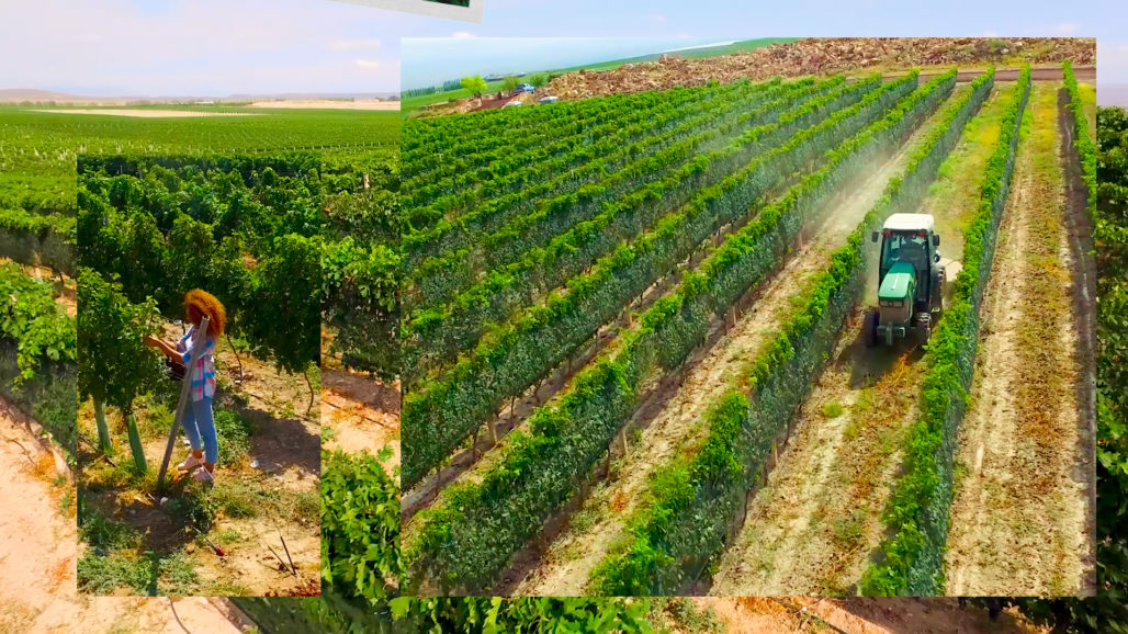 CONVERSE BANK • Domino Production